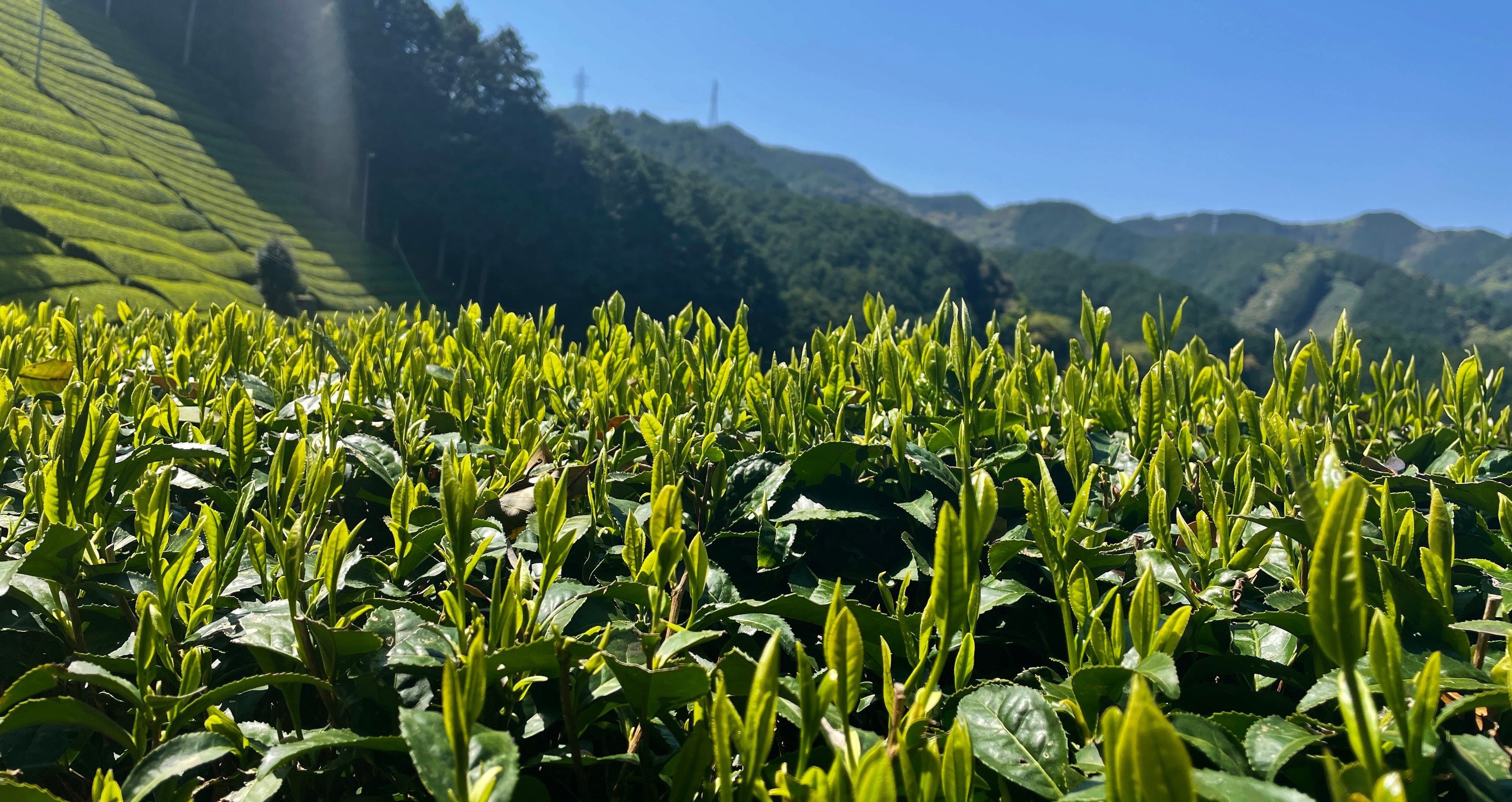 Shiki Matcha